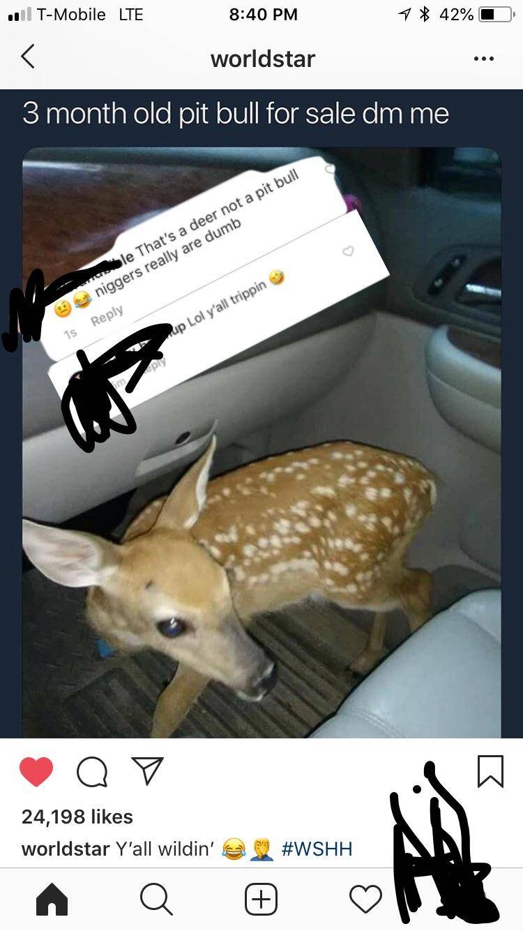 World star is a different breed | Scrolller