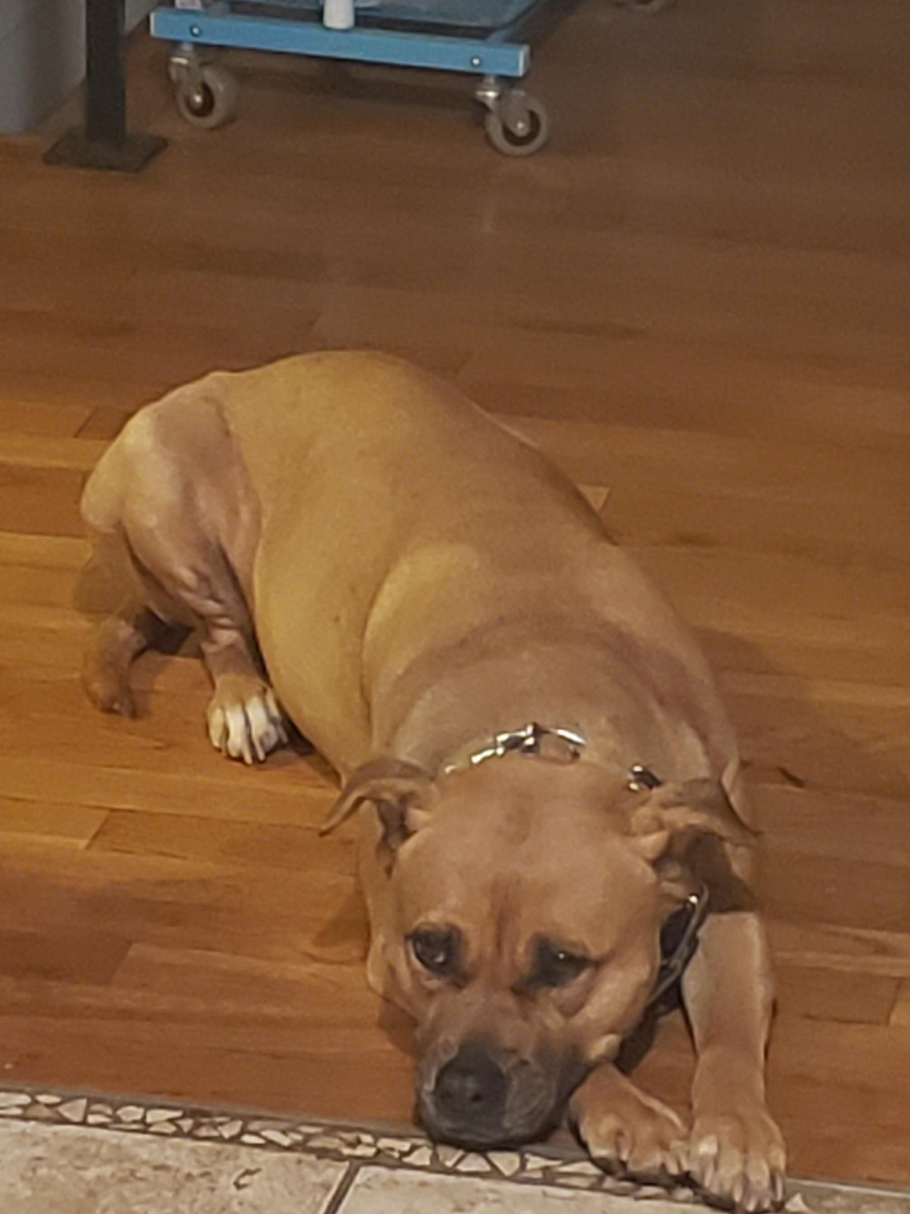 Would someone please play with me | Scrolller