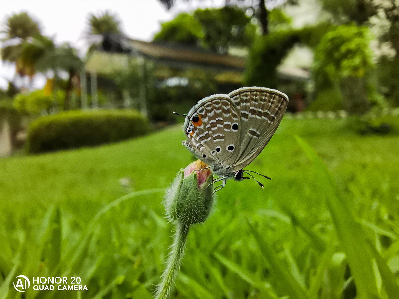 Would you like to share some macro photography ideas? | Scrolller