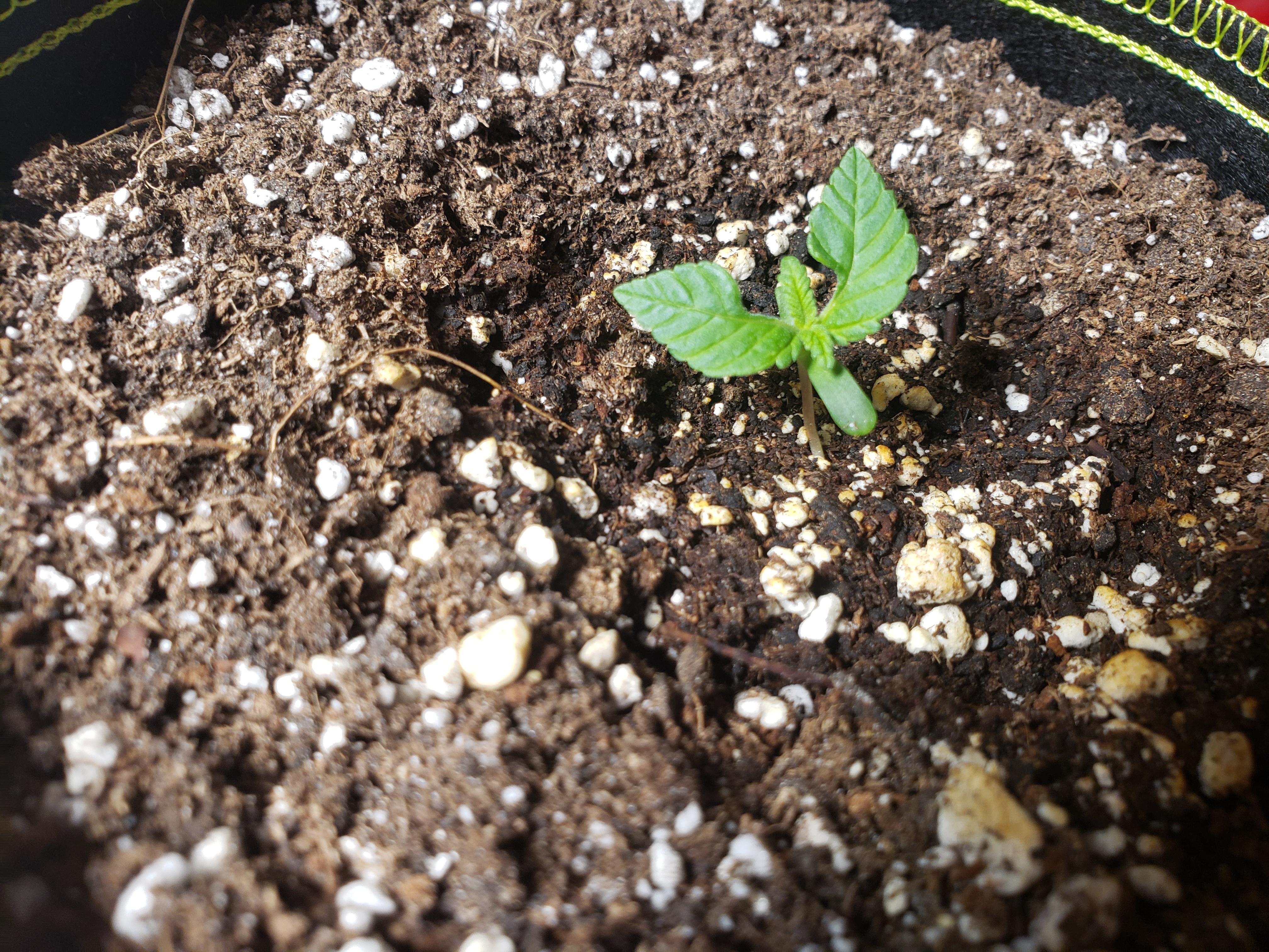 wu-tang seedling / my first mutation(?) | Scrolller