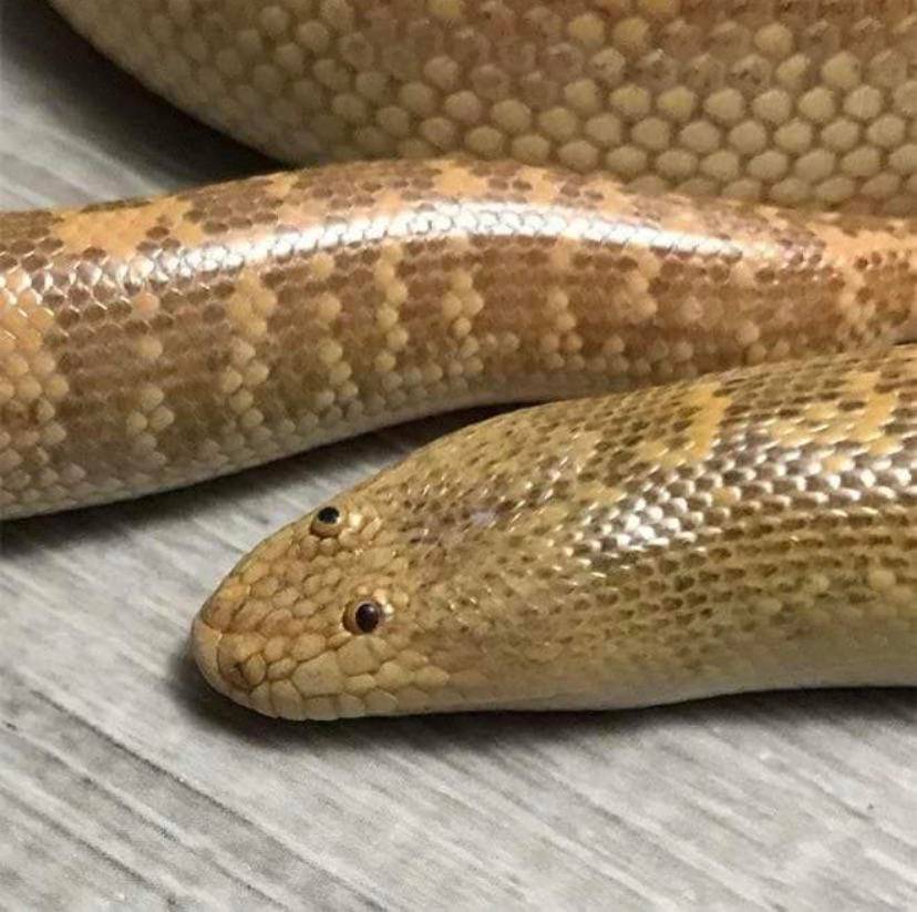 Wubby Snake | Scrolller