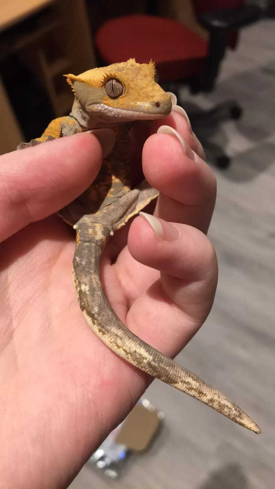 Yeah, this little guy looks like baby dragon! | Scrolller