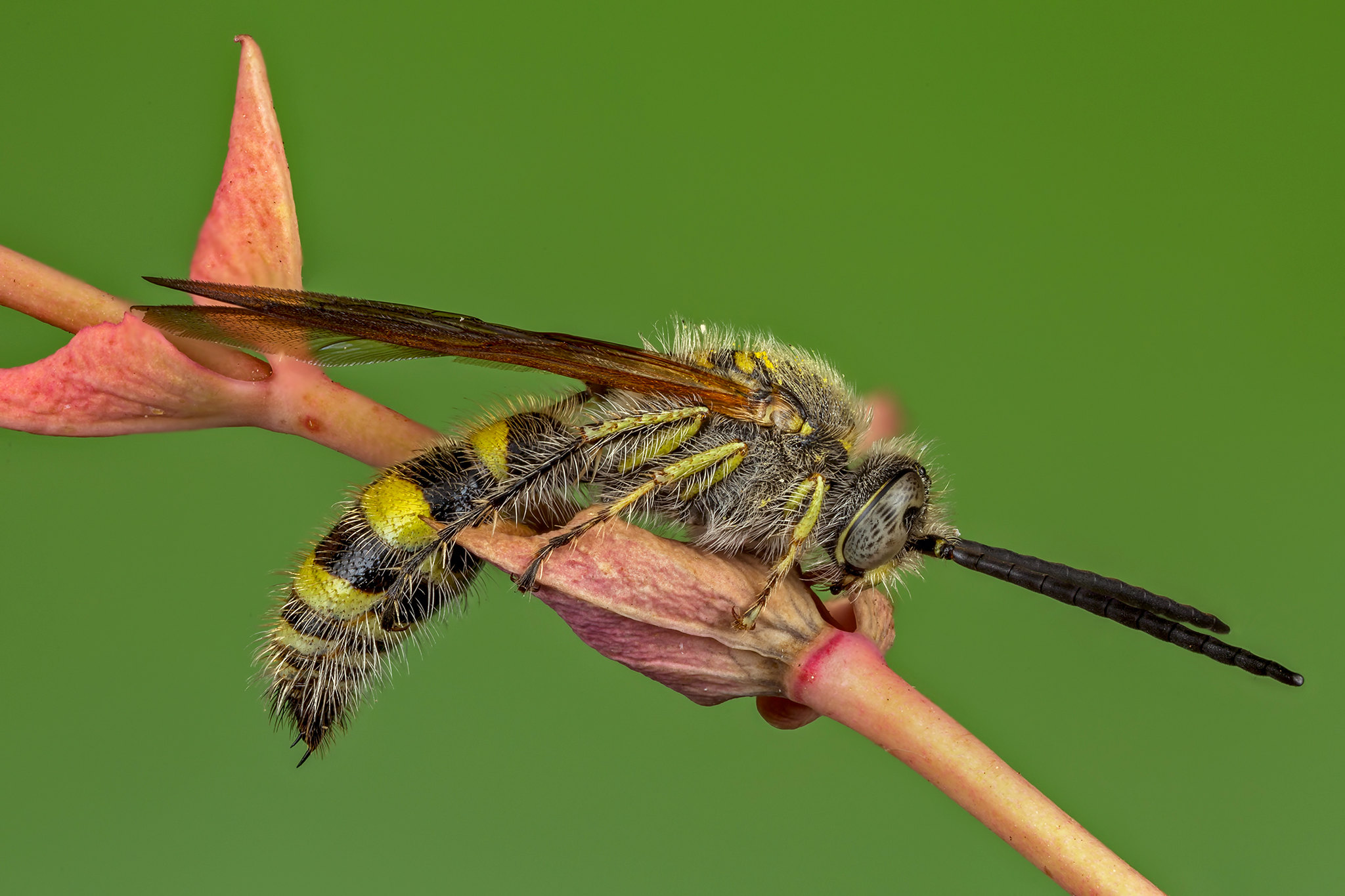 Yellow Hairy Flower Wasp by Richie | Scrolller