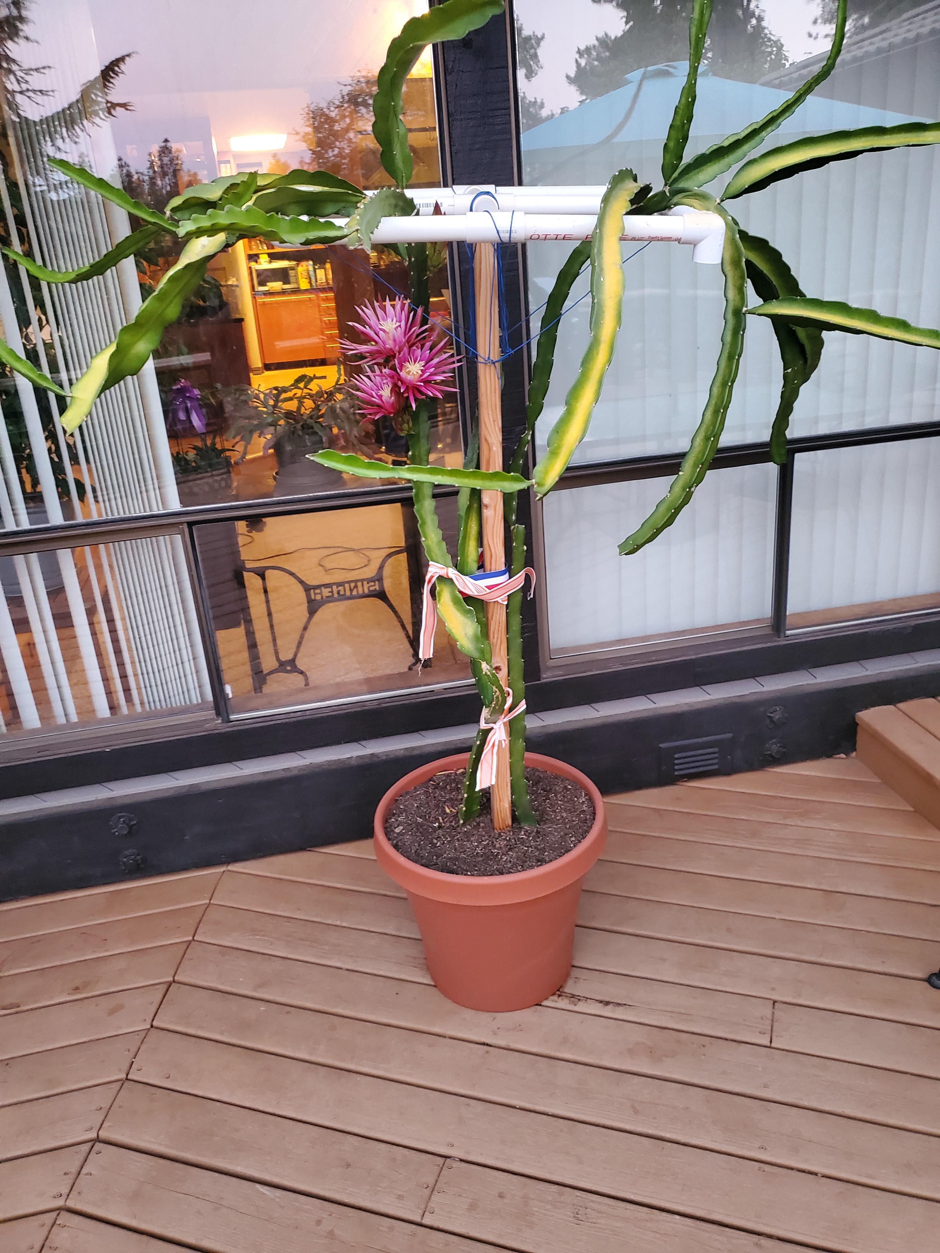 Yellowing branches. Sun damage? Too much water? | Scrolller