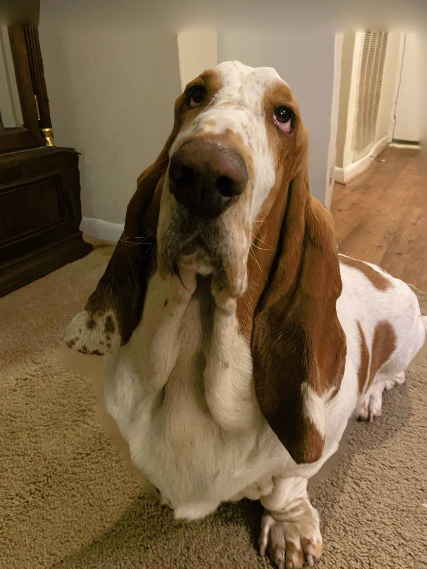 Yes Boss | Scrolller