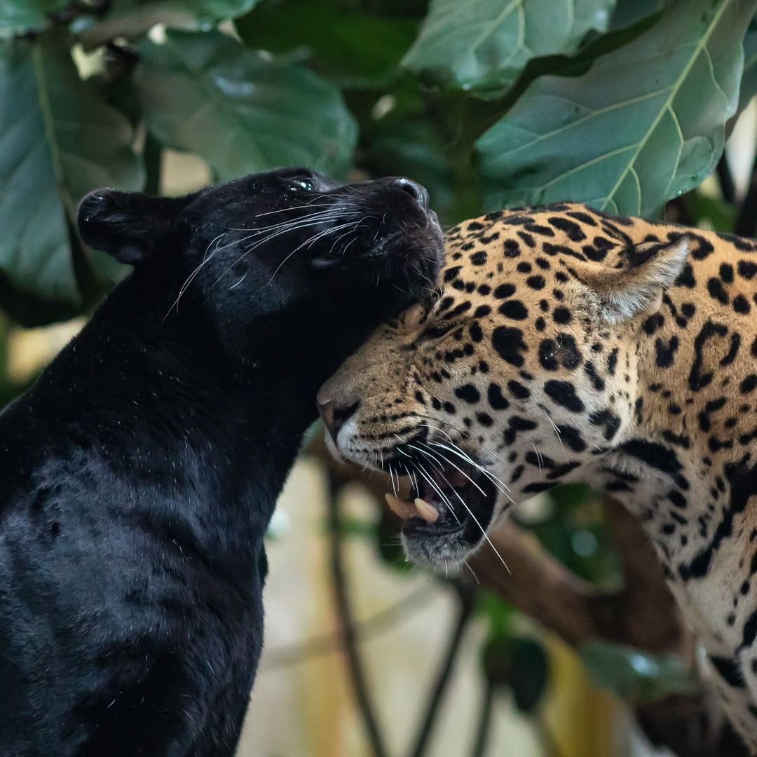 Ying and yang | Scrolller