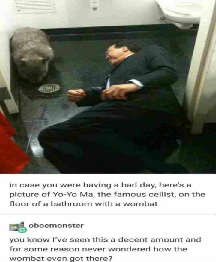 Yo-yo Ma & a Wombat! | Scrolller