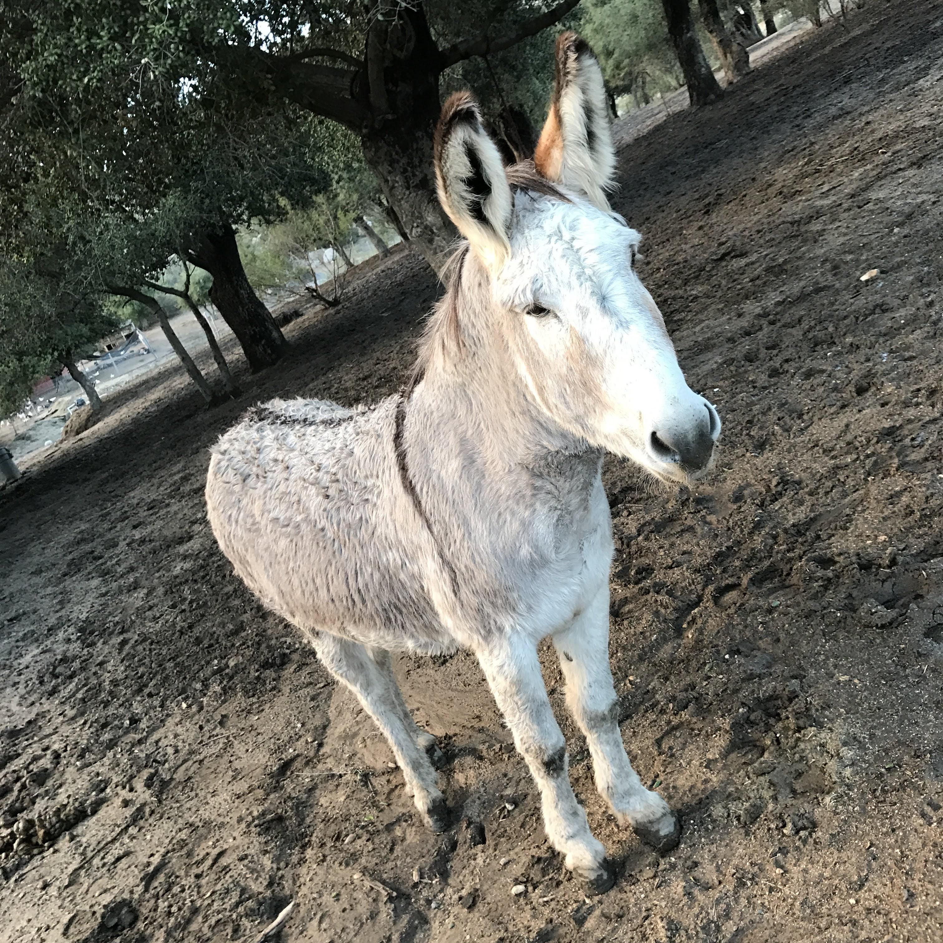 Yolandi after her shower. What natural sahmpoo do you guy use for donkeys? | Scrolller