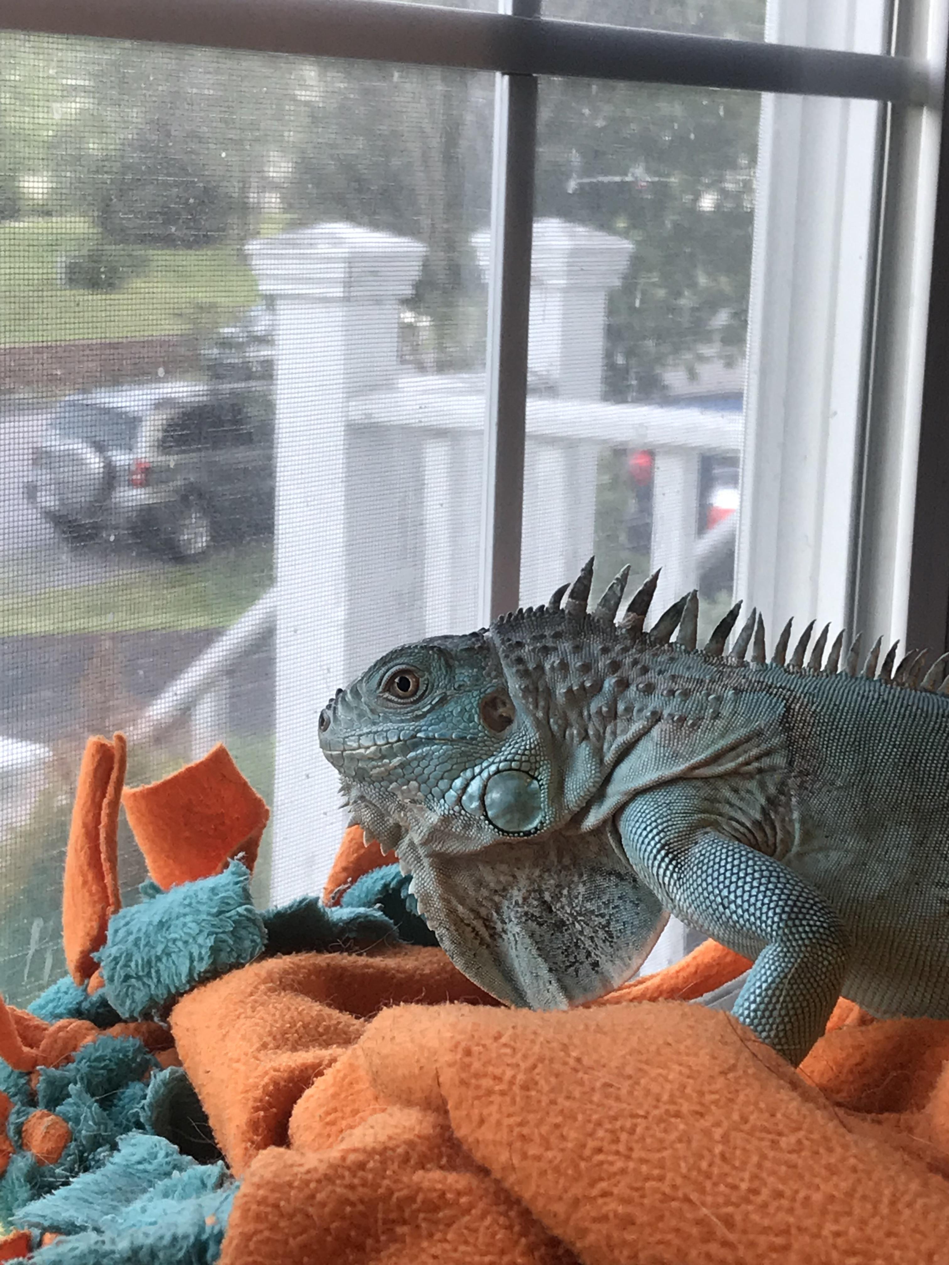 Yondu checking out the yard. | Scrolller