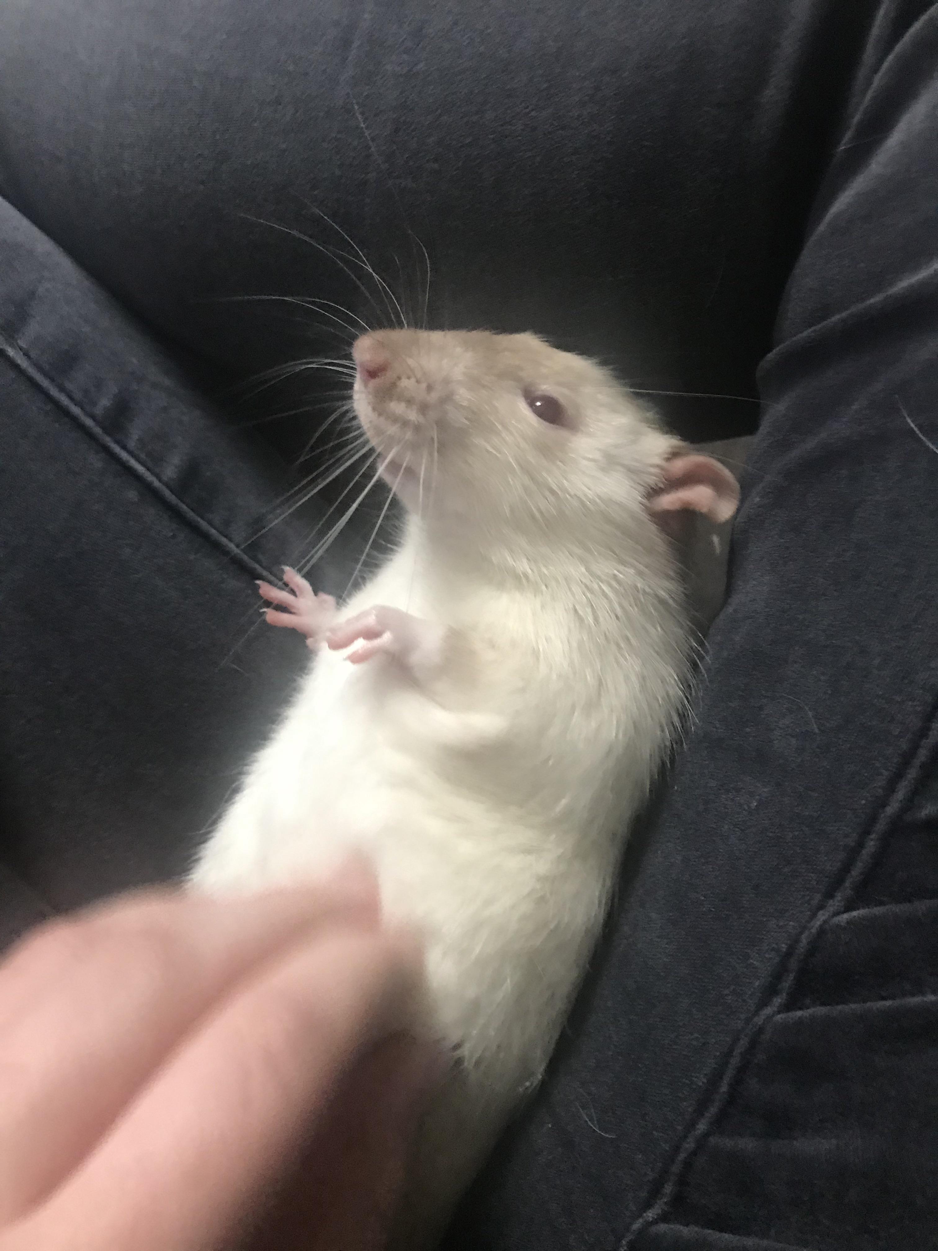 You ever seen a rat turn into a log? | Scrolller