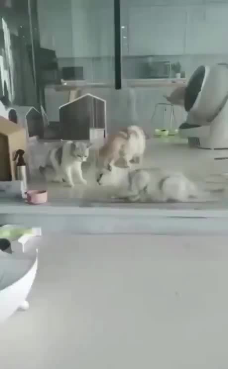 You seeing this escape? | Scrolller