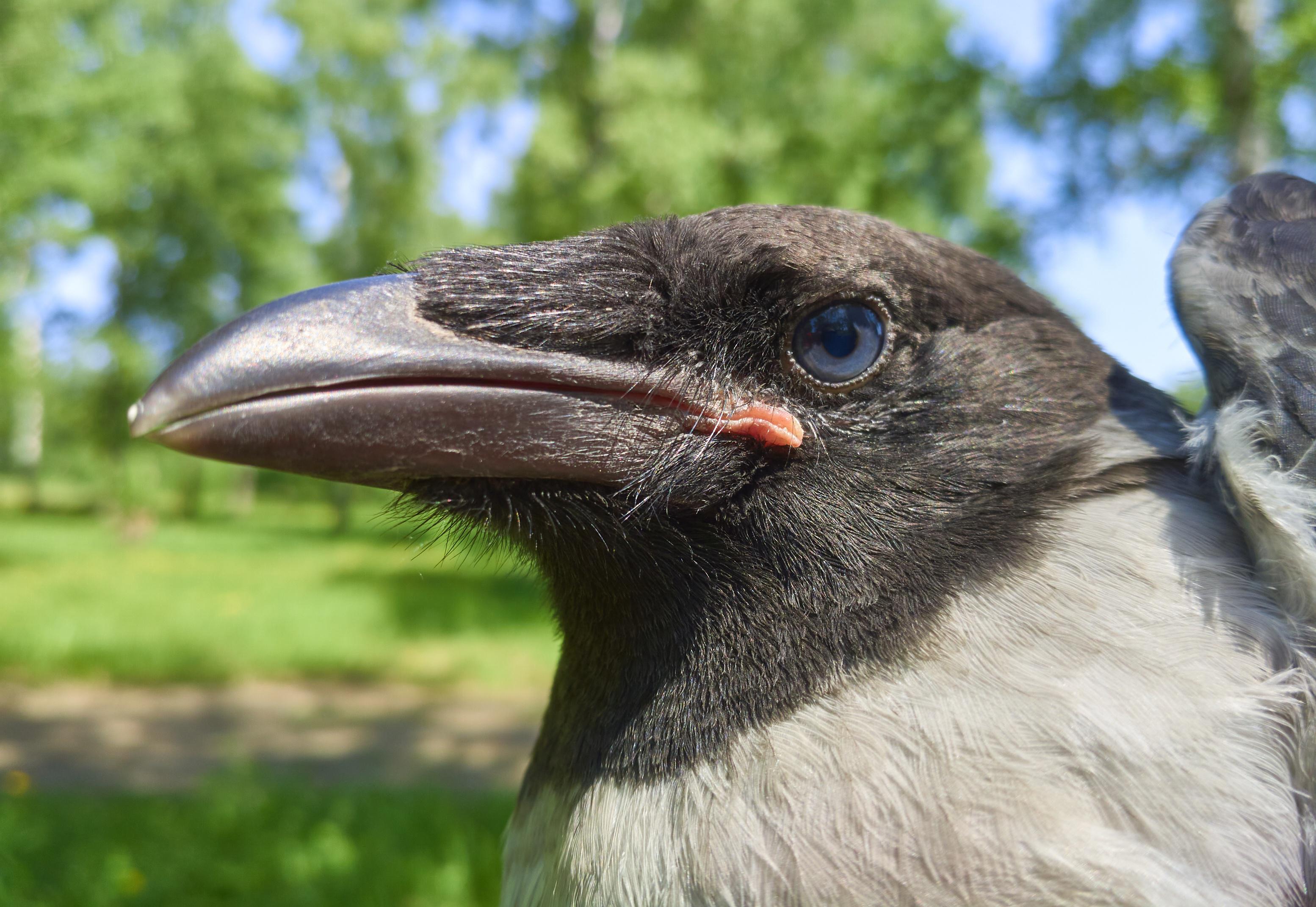 🔥 Young crow | Scrolller
