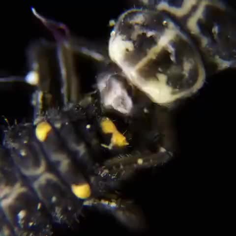 Young Ladybug Eating Its Sibling Alive | Scrolller