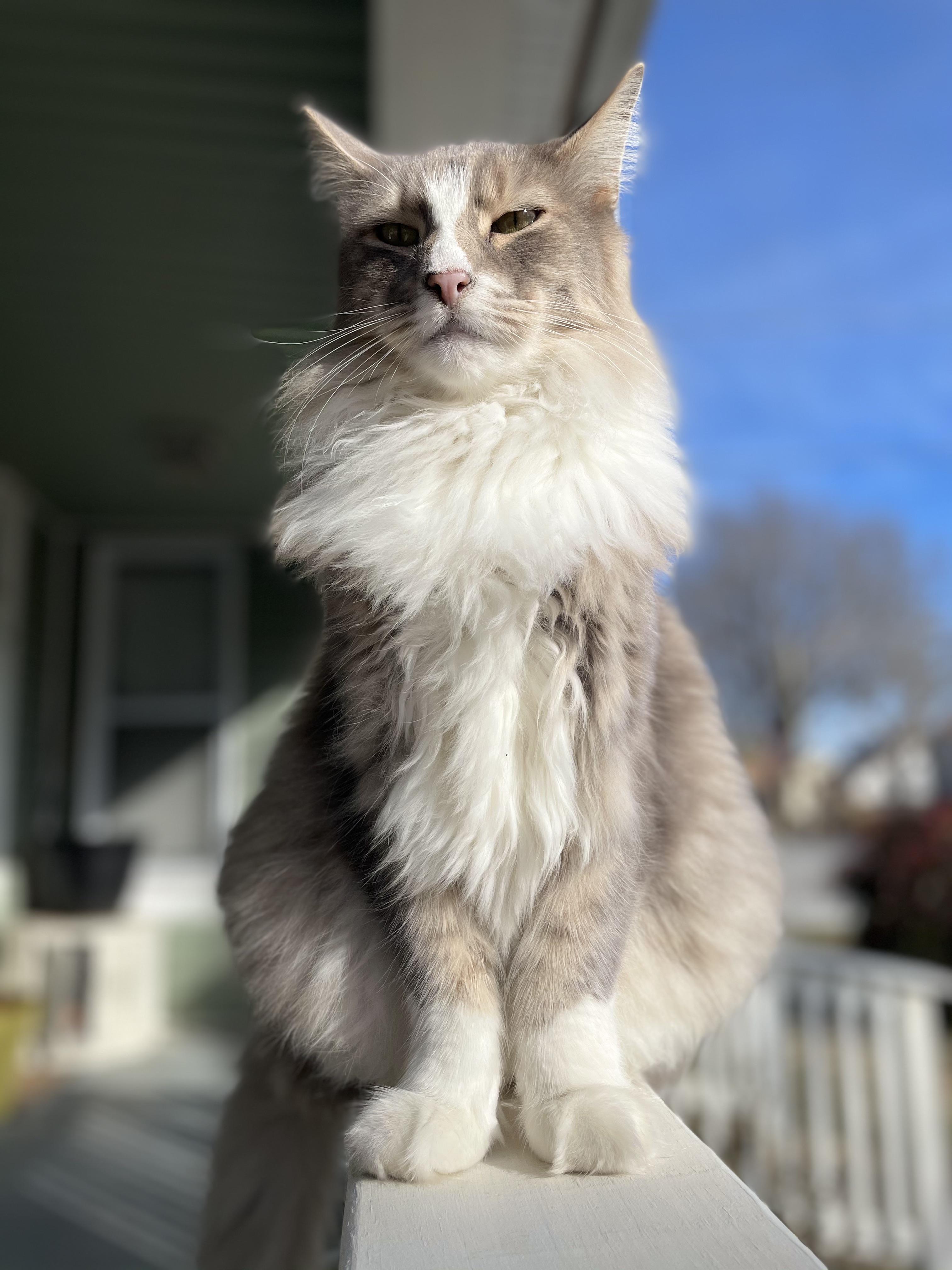 Your majesty | Scrolller