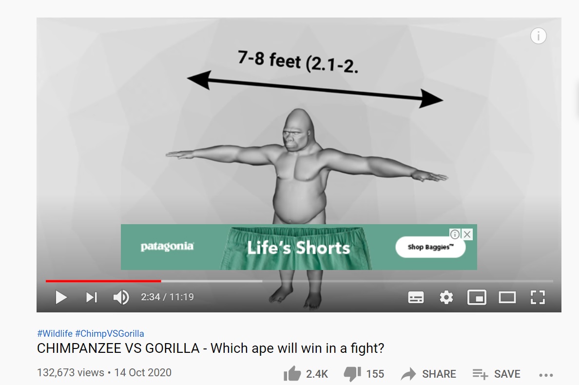 Youtube protecting me from monkey genitalia | Scrolller