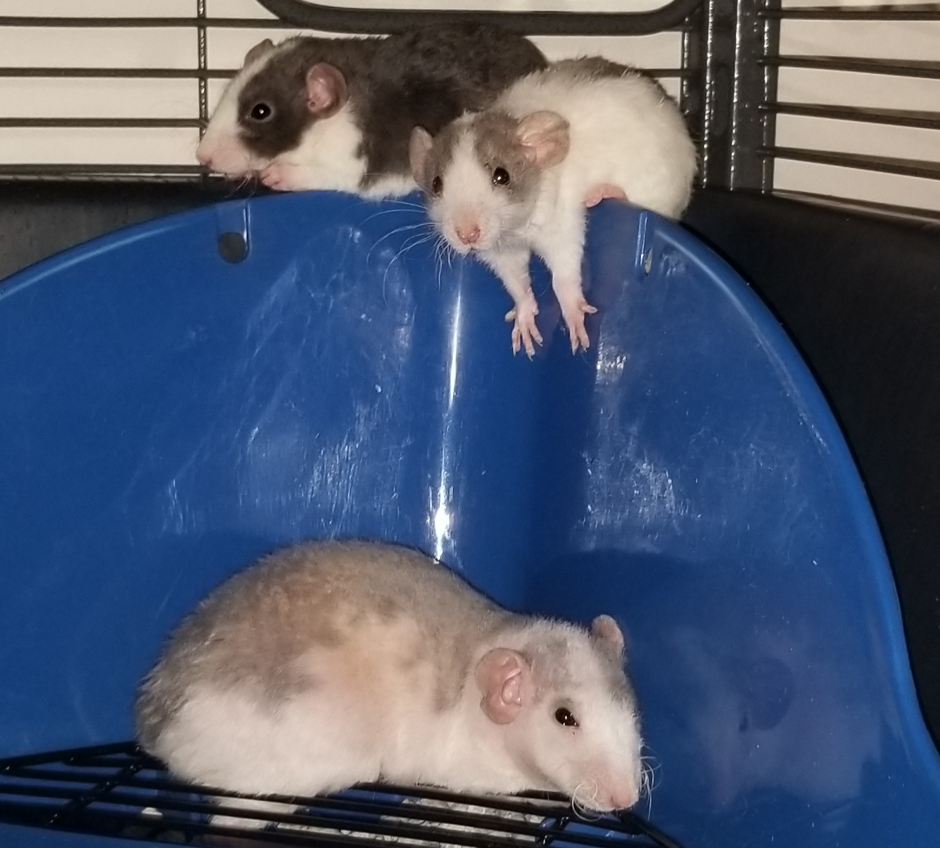 "You've come to the wrong litter box, pal." | Scrolller