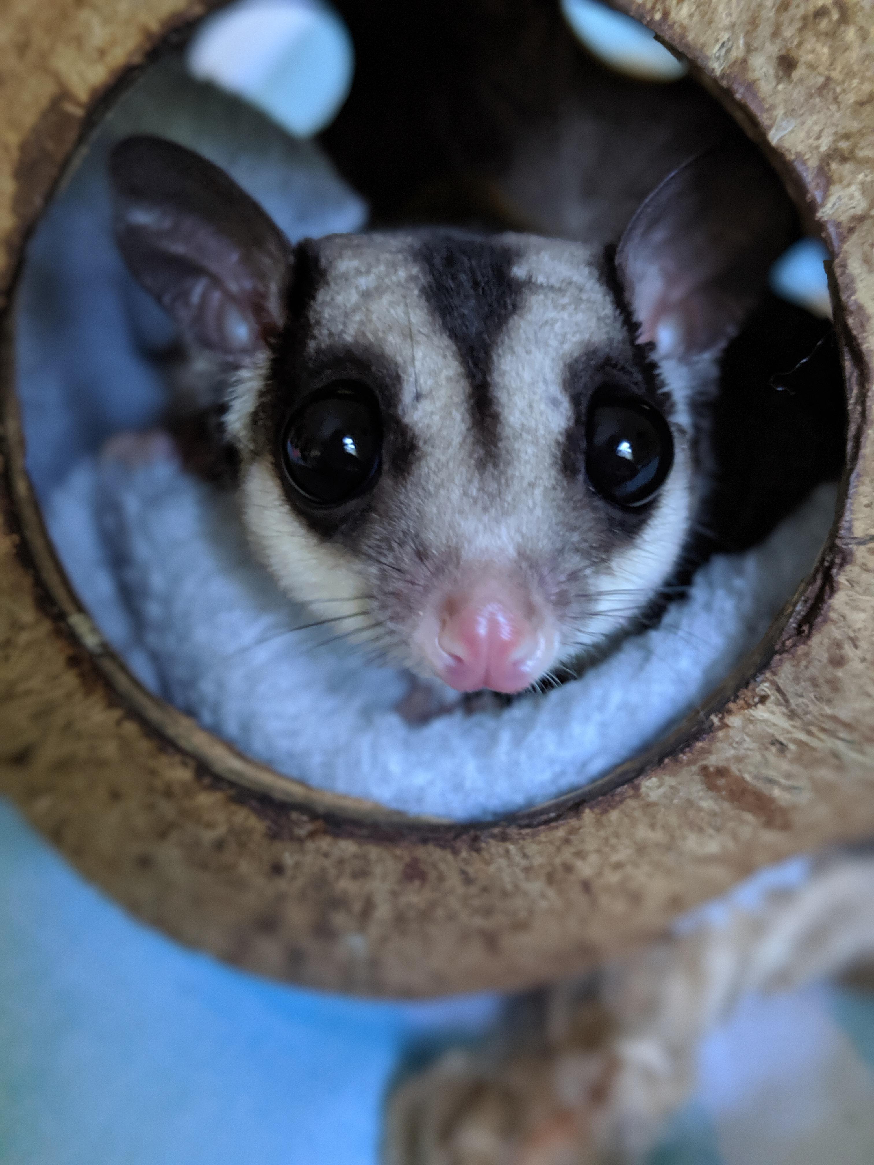 zazu in a coconut | Scrolller