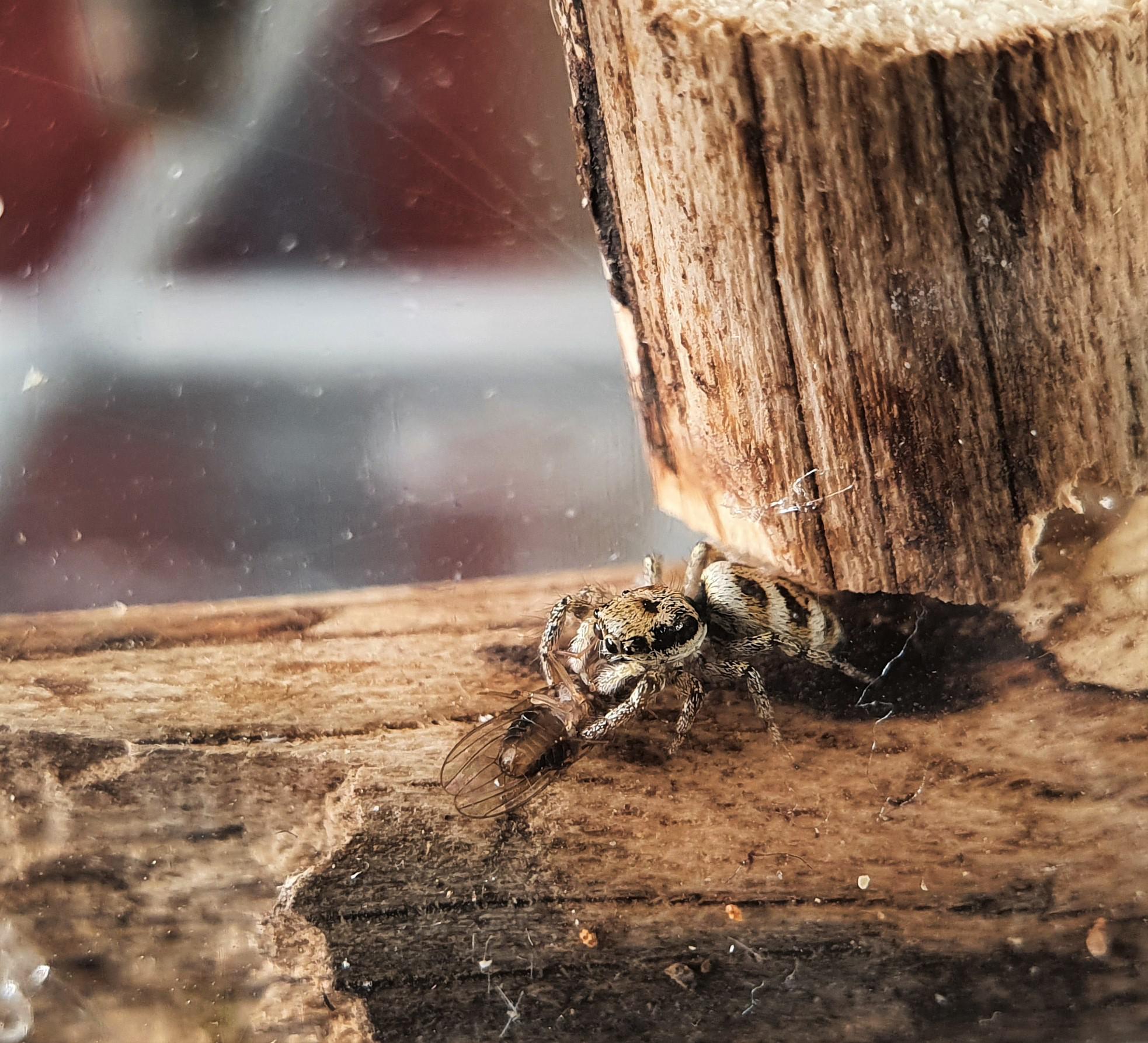 zebra jumping spider feeding on a fruit fly | Scrolller