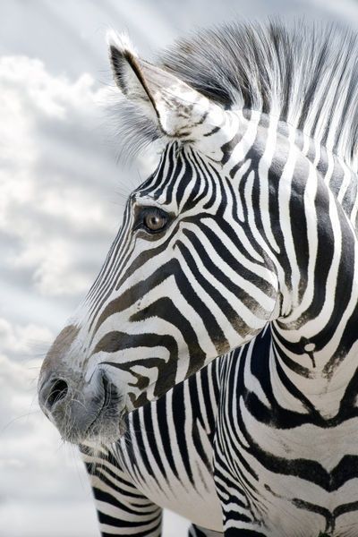 Zebra stripes. | Scrolller