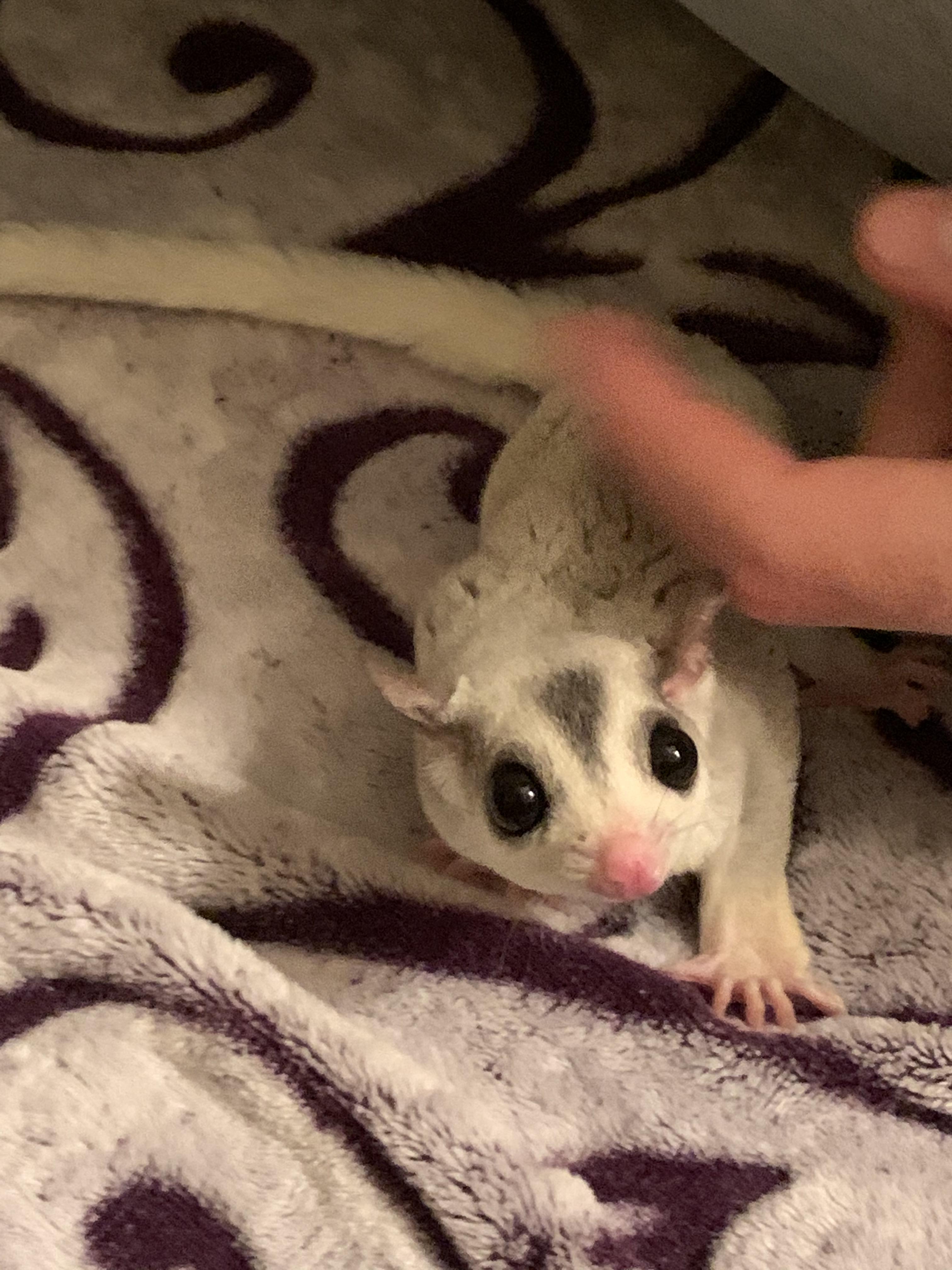 Ziggy meeting his extended family | Scrolller