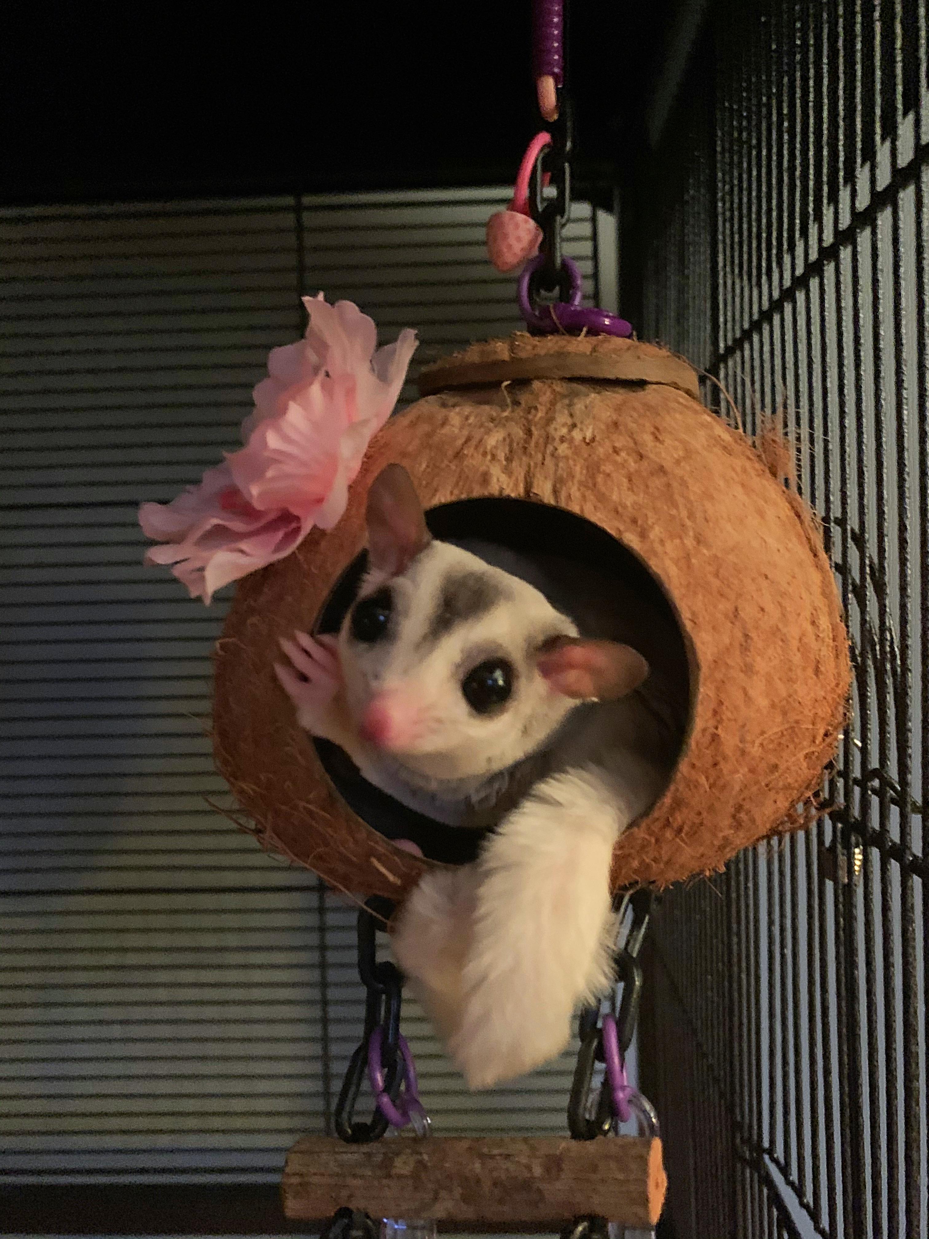 Ziggy’s new favorite hideout | Scrolller