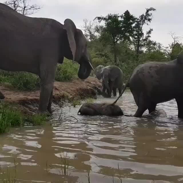 Baby elephant struggles to cross river | Scrolller