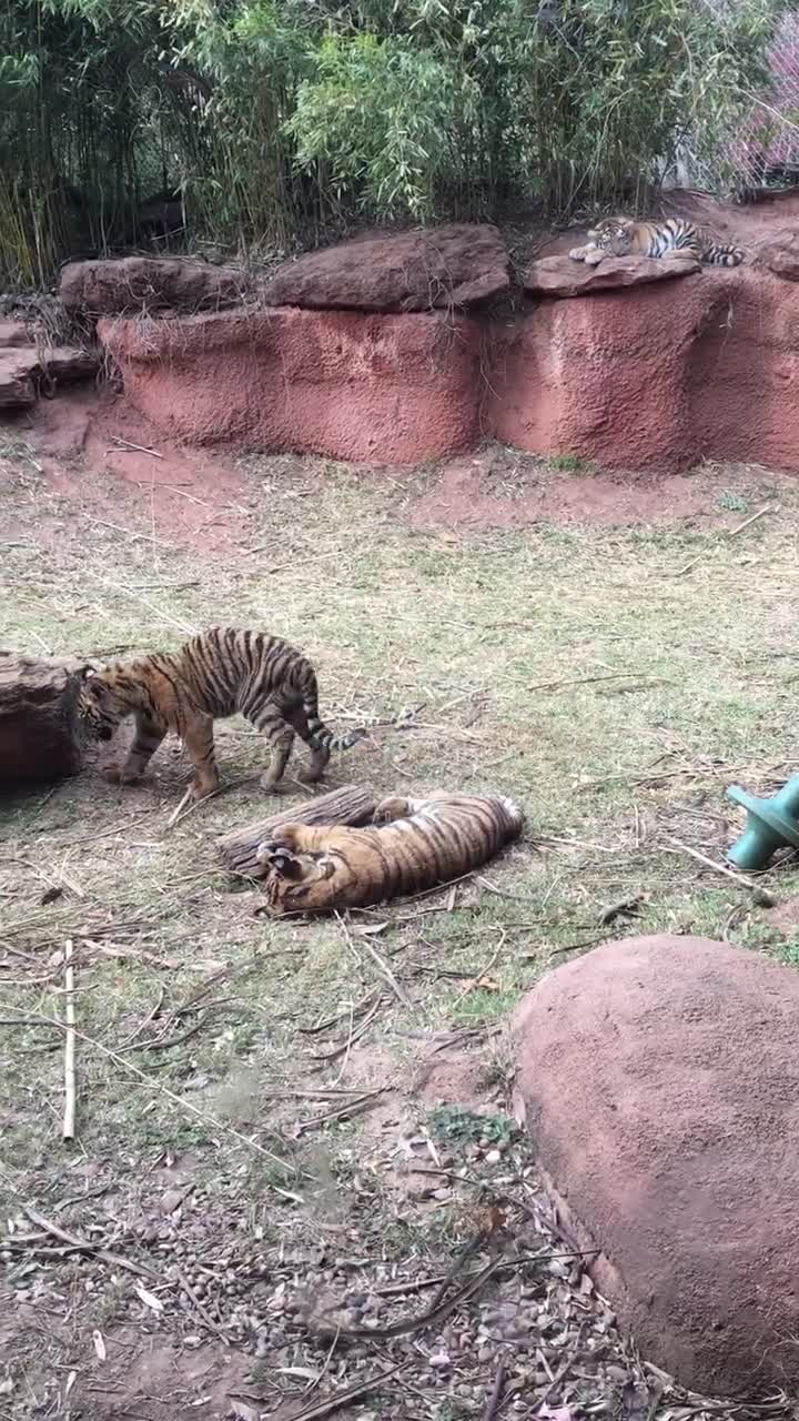 Tiger cubs play at Oklahoma City Zoo | Scrolller