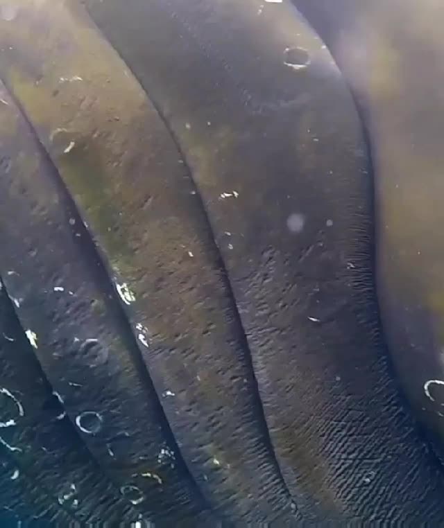 Close encounter with Whale | Scrolller