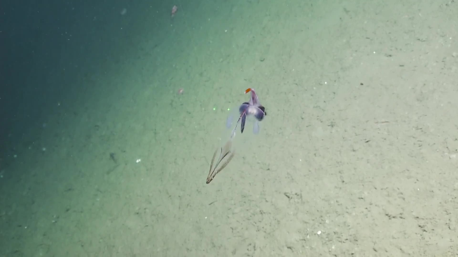 The Cockatoo squid is bizarre looking | Scrolller