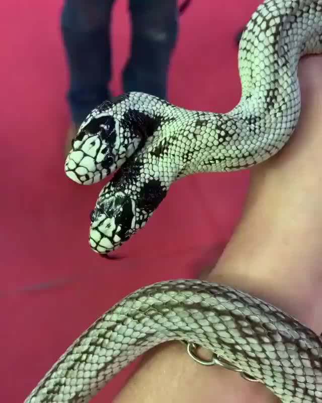 2 headed snake | Scrolller