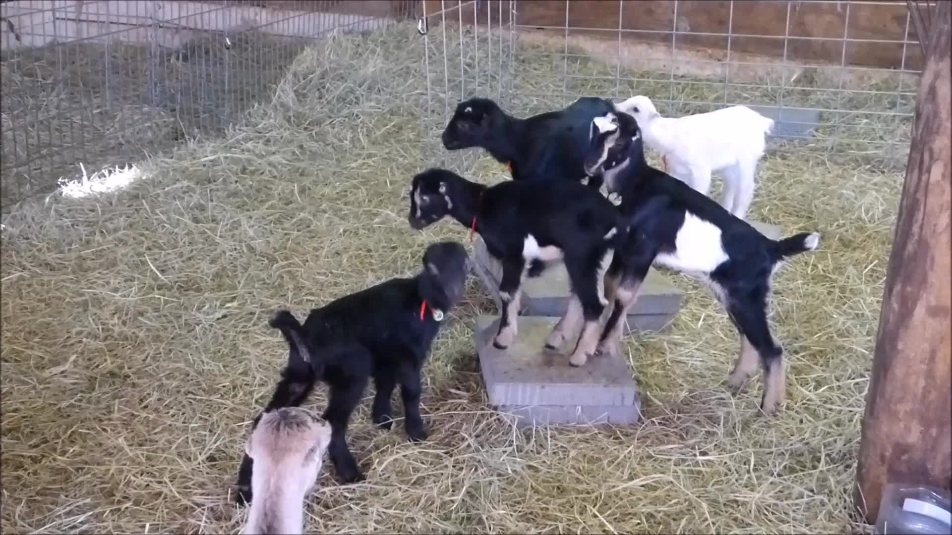 One Hop Two Hop | Scrolller