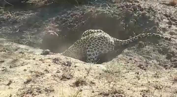 Leopard digging out a warthog | Scrolller