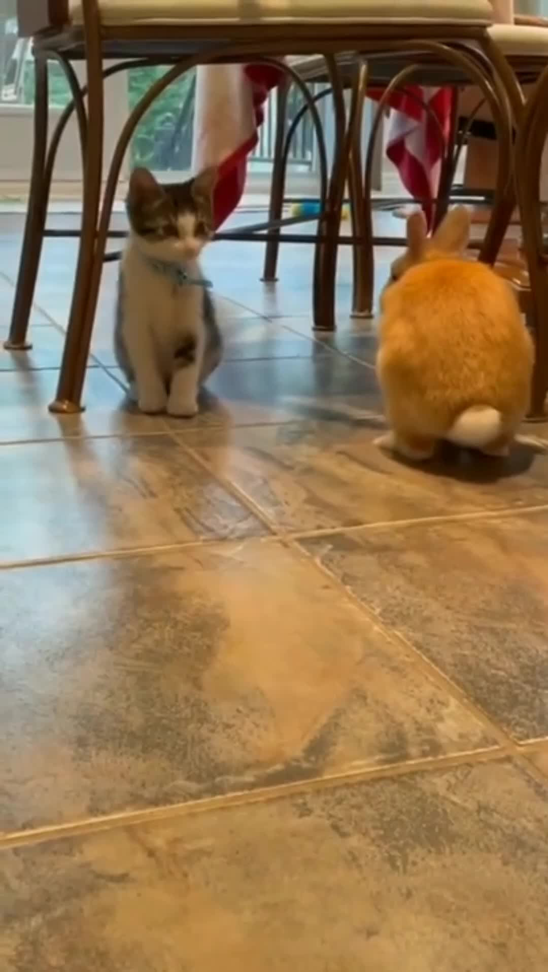 Cat jumps like a Rabbit | Scrolller