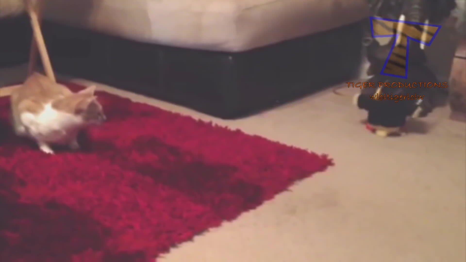 Distracted launch straight into.... | Scrolller