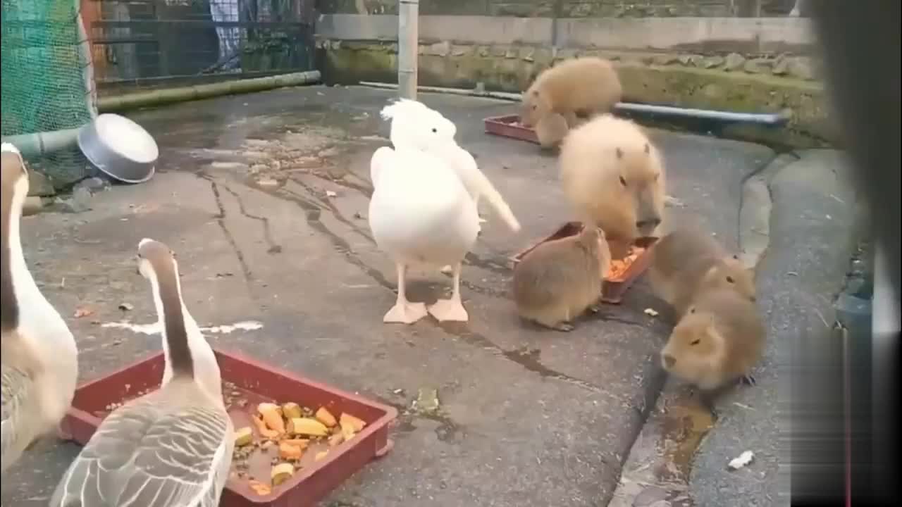 To eat a capybara. | Scrolller