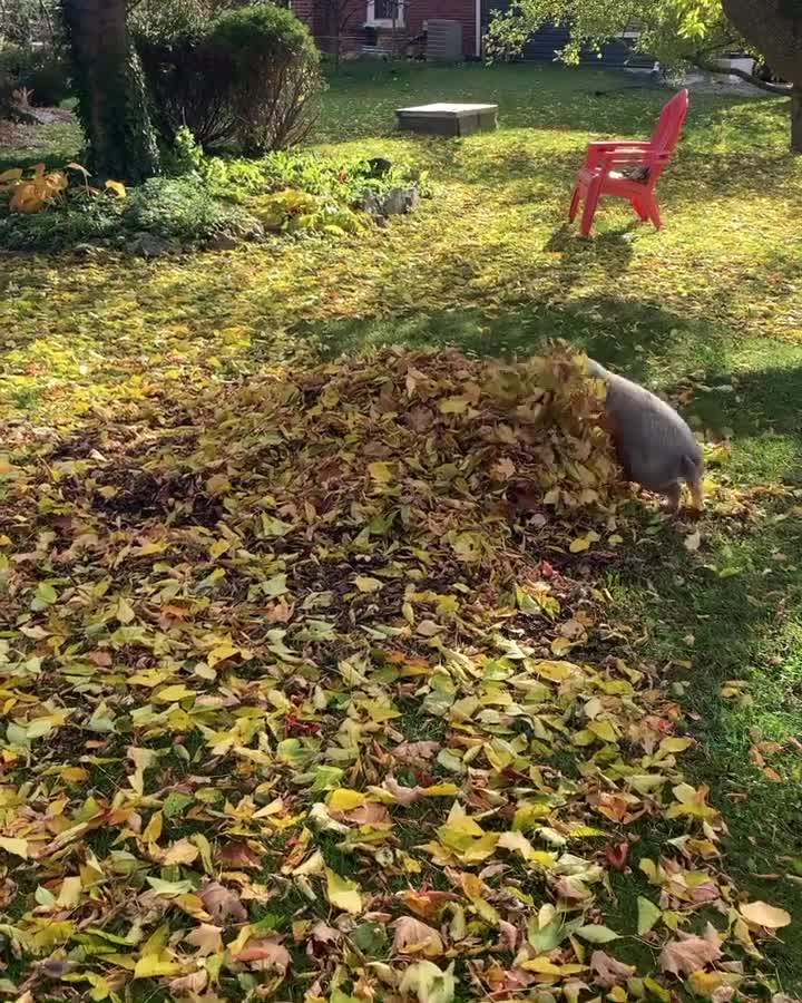 Playing in the leaves | Scrolller