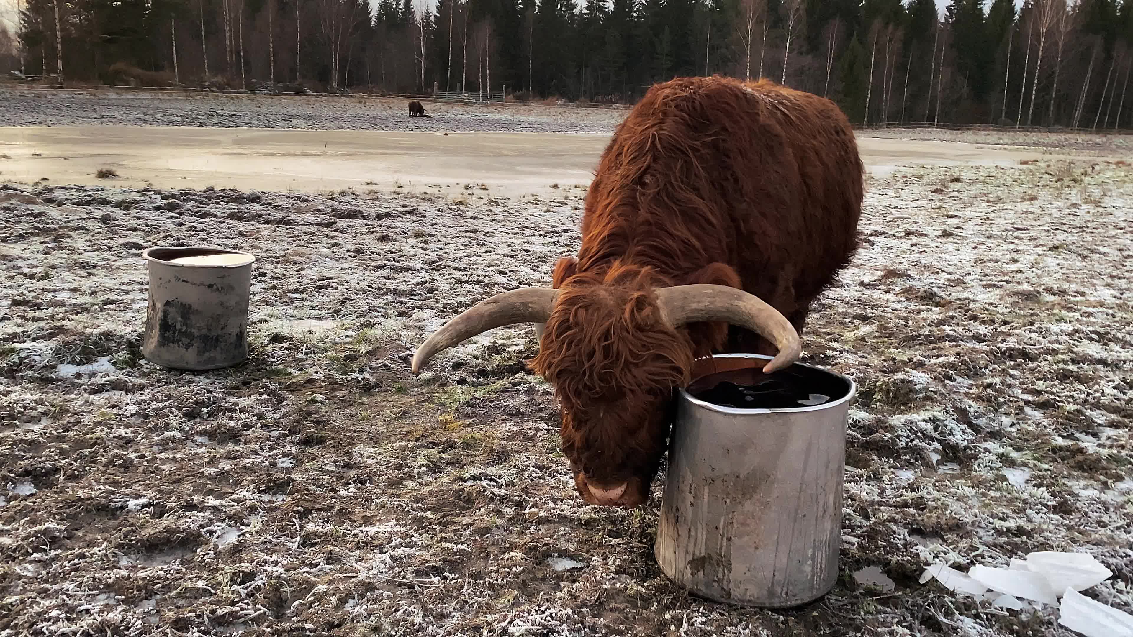 Highland Cattle Bull Scratching | Scrolller