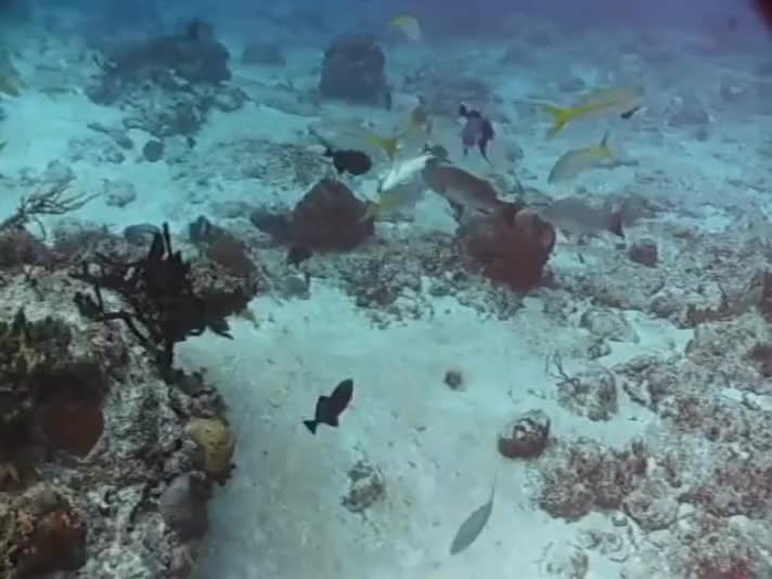 There is no Mercy in the Reef. | Scrolller