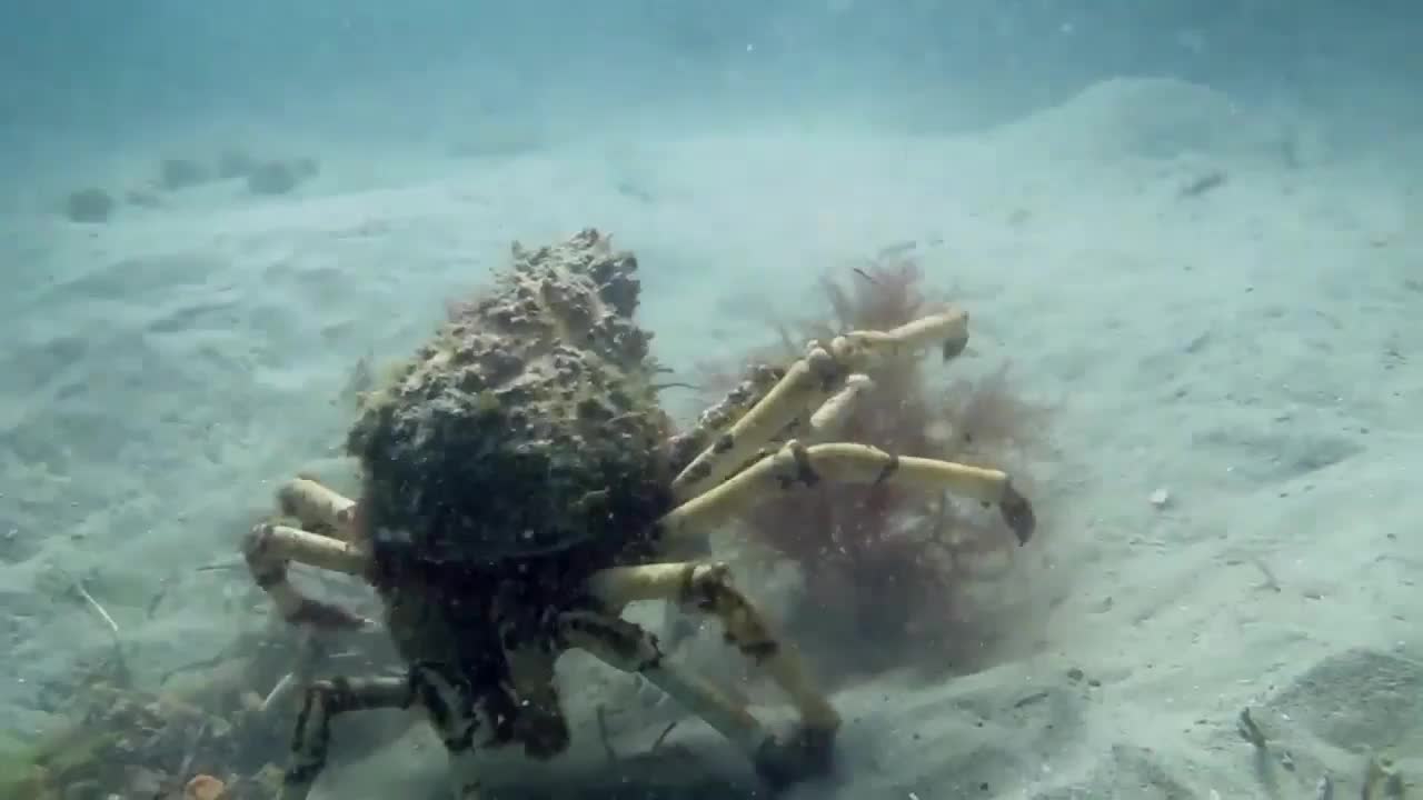 Spider crabs wrestling it out! | Scrolller