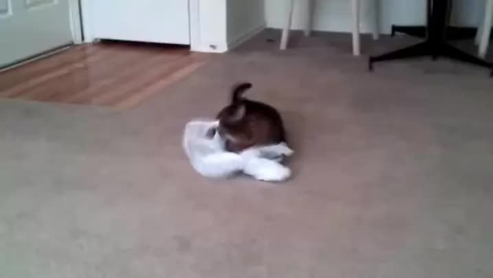 Cat confused by weird noises | Scrolller