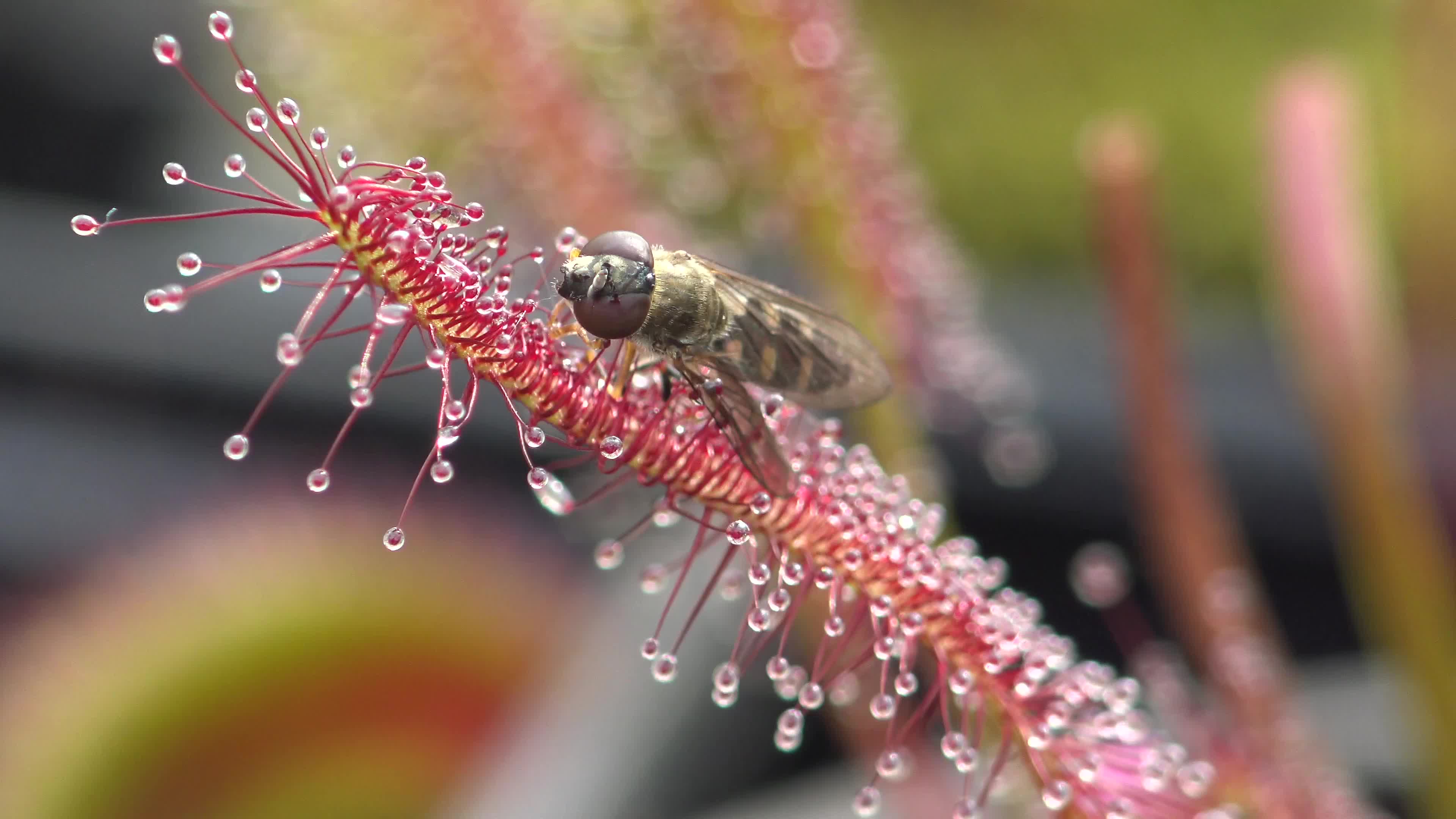 Carnivorous plant eating a hoverfly | Scrolller