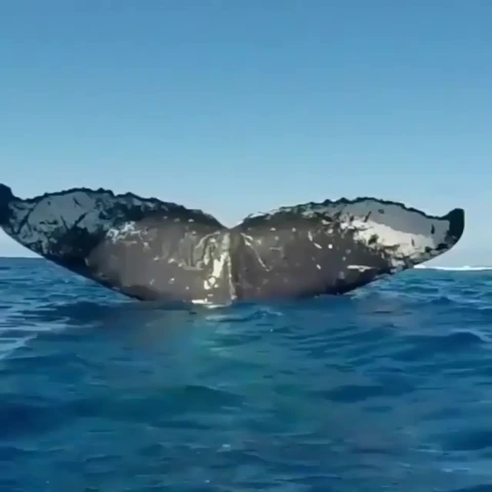 This Whale Doing an Underwater Handstand | Scrolller