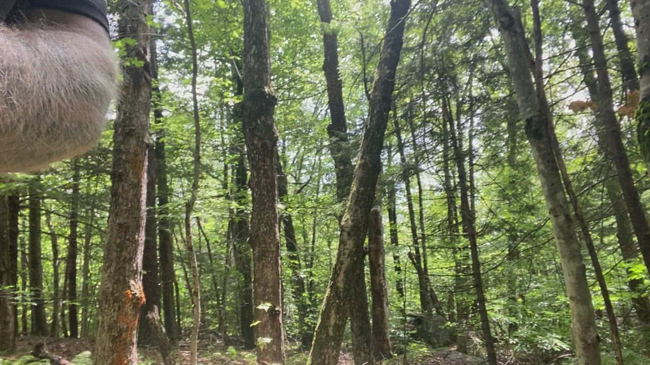 Relieving soft cock in the woods! Outdoor peeing! | Scrolller