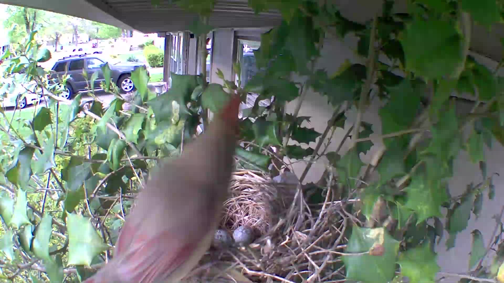 Cardinal in her nest, now we wait 😁🐣 | Scrolller