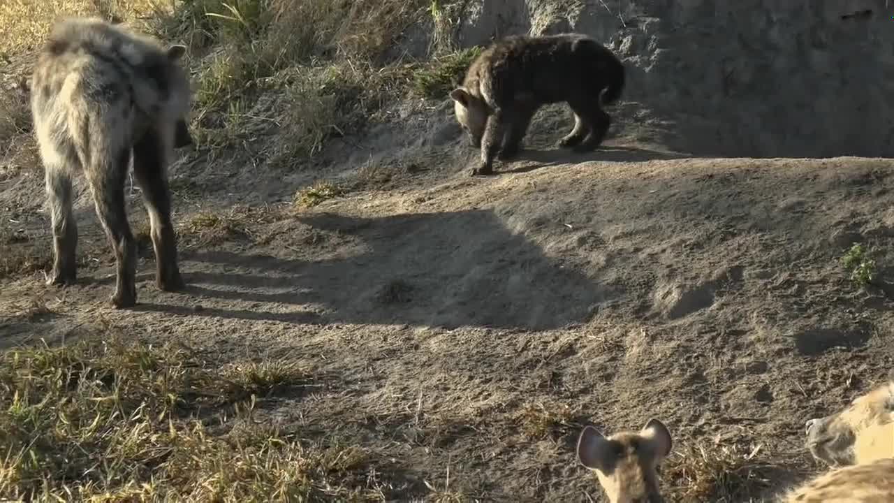 Hyena Babysitter Playing With A Cub | Scrolller