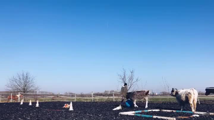 Training for the 2024 Olympics | Scrolller