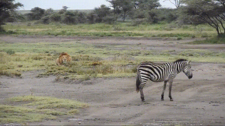 Male lion takes down ill zebra | Scrolller