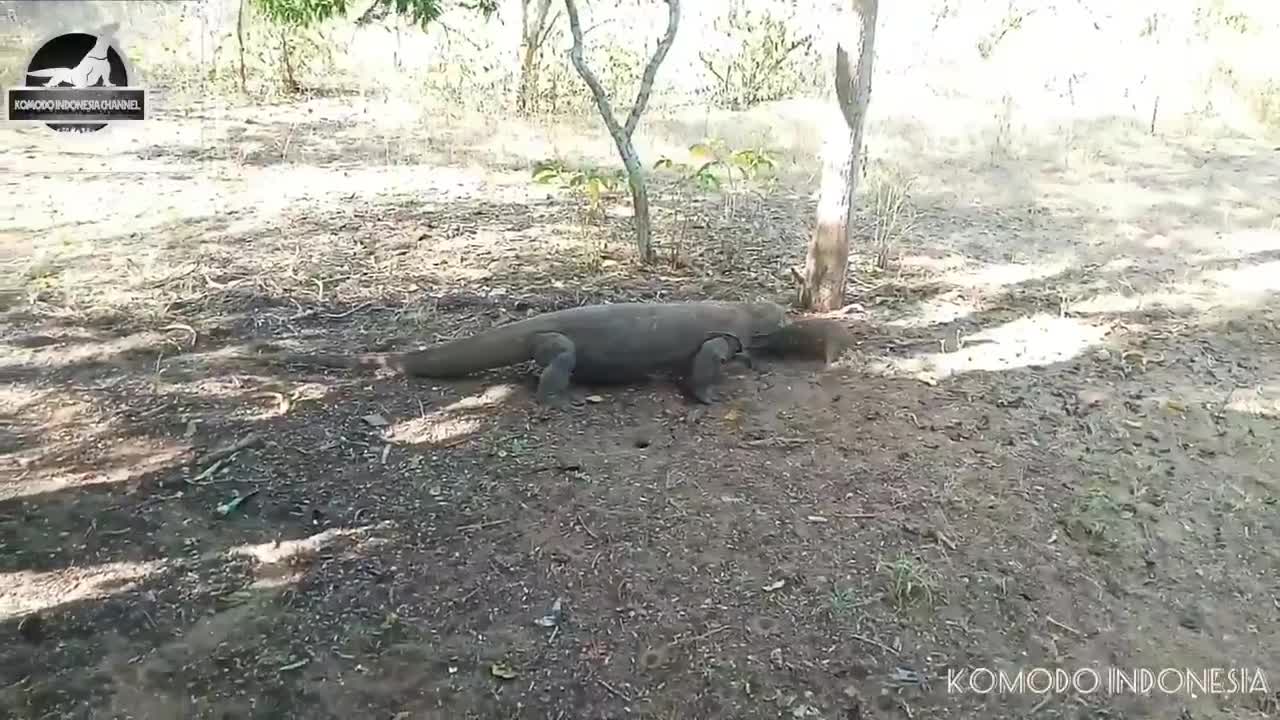 Komodo Dragon swallows a Wild Boar piglet | Scrolller