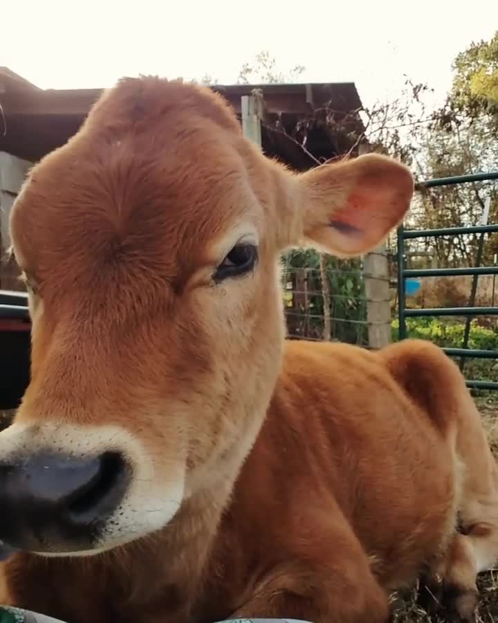 Cow cuddle | Scrolller