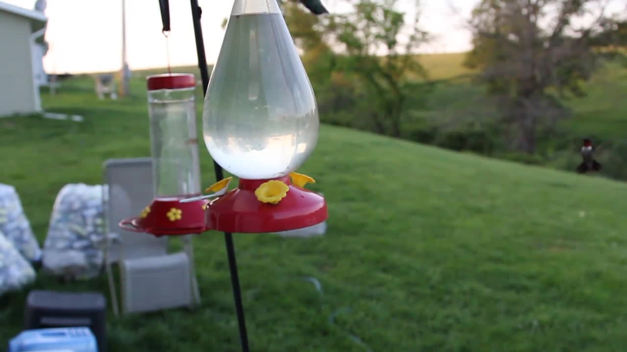 Hummingbirds at a feeder | Scrolller